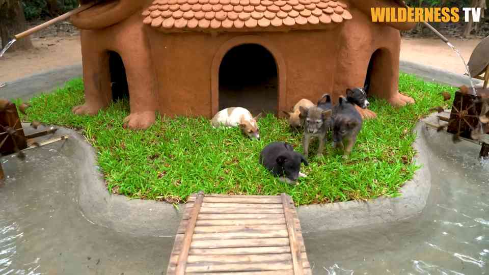 Watch rescued puppies explore their new clay dog house island in the jungle