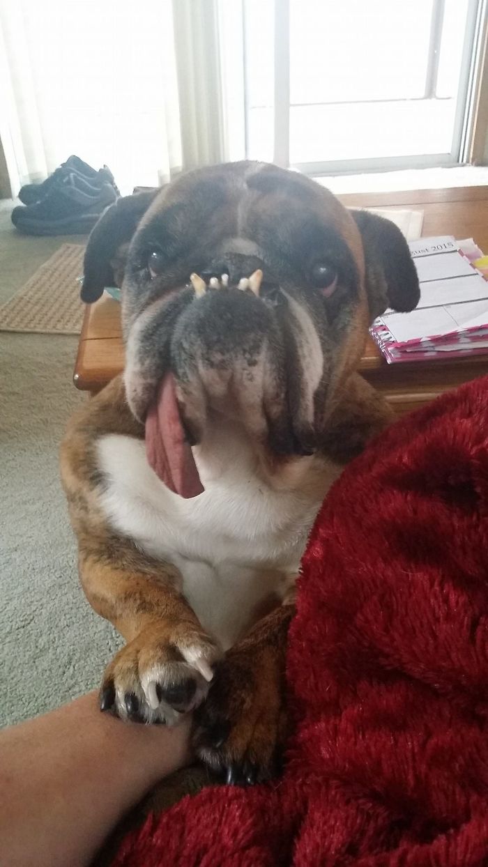 Meet Zsa Zsa, the English bulldog named world’s ugliest dog