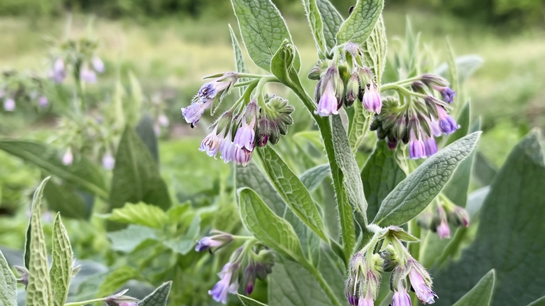 10 companion plants that will make the apple trees in your yard thrive