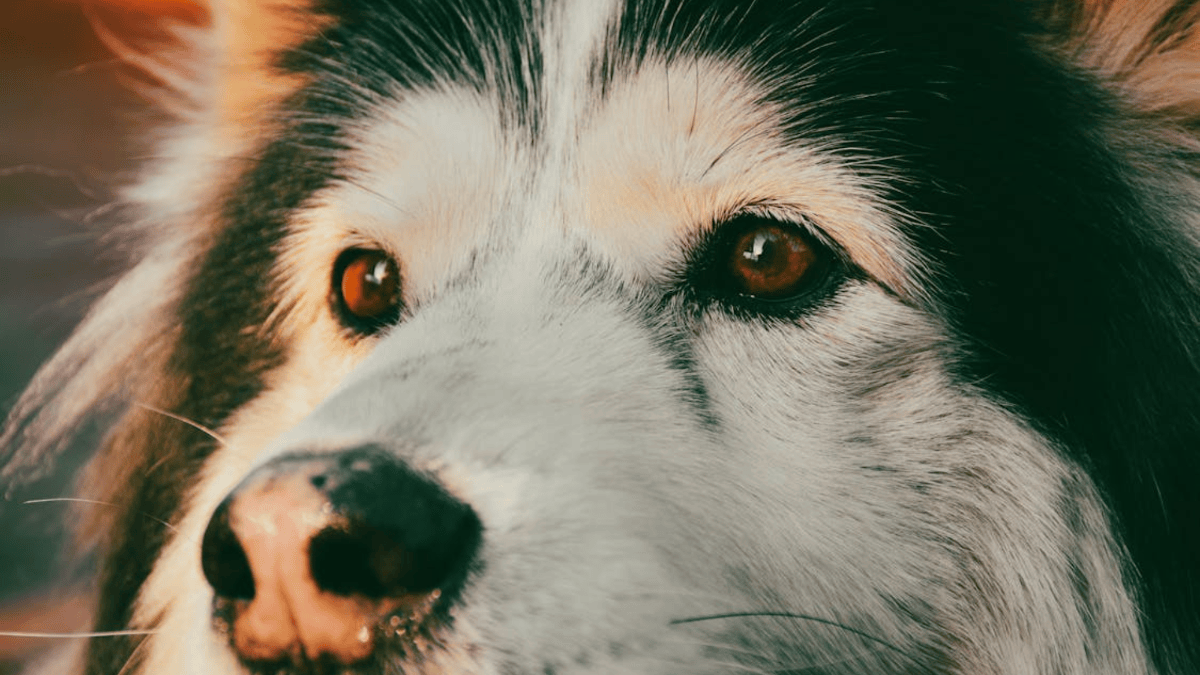 Speak woof: 10 things your dog is low-key begging you to do more often