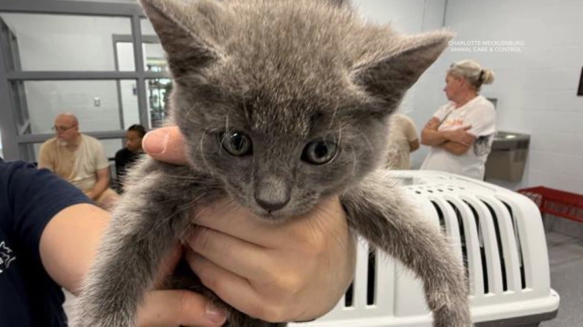 Charlotte animal shelter to host community fundraiser. Here's how to ...