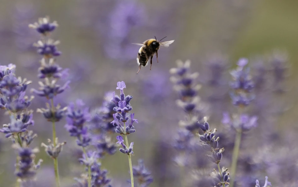 Experts outline fragrant flower choices for small gardens