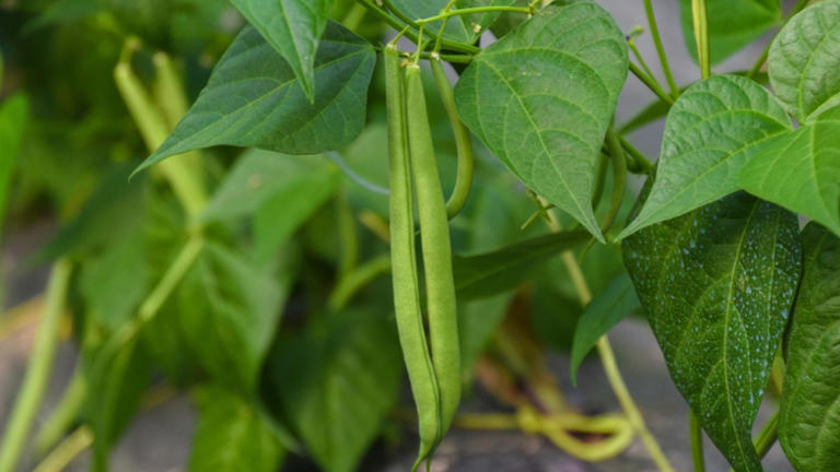 How to grow beans for beginners