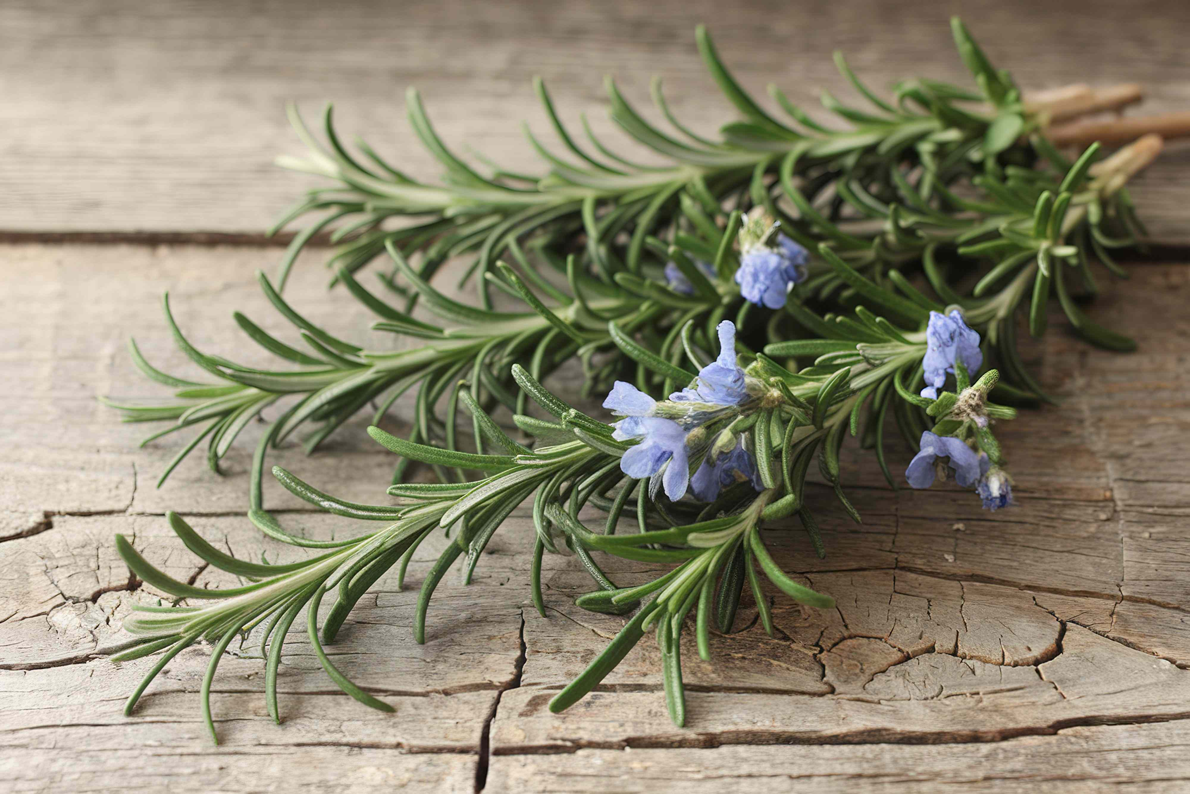7 herbs high in antioxidants that aren't rosemary