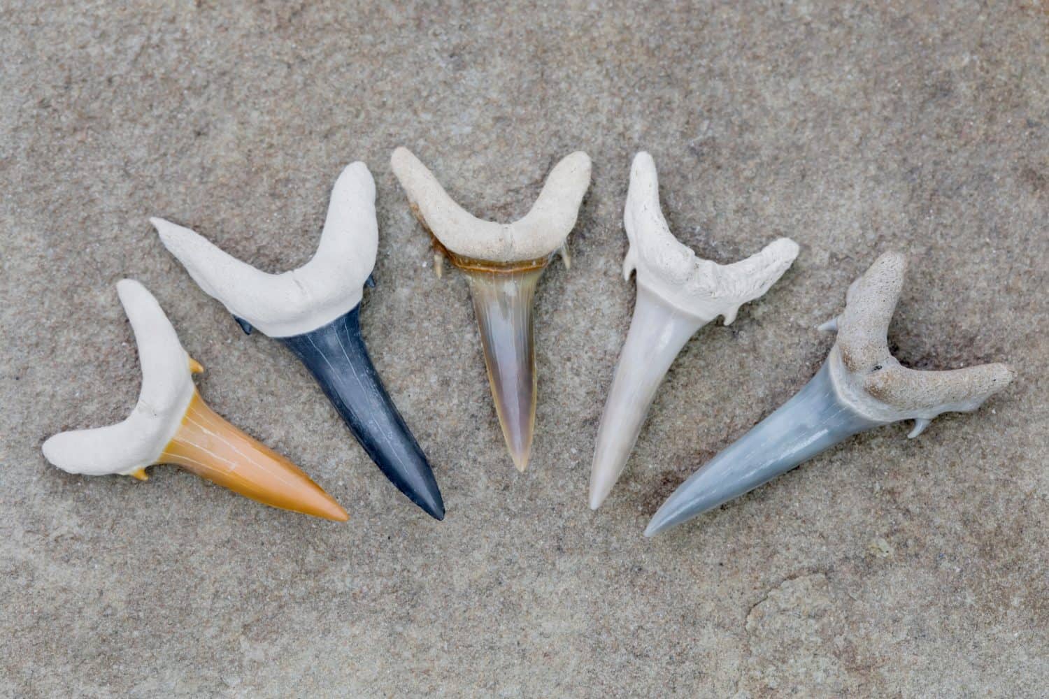 This Florida beach is covered in fossilized shark teeth