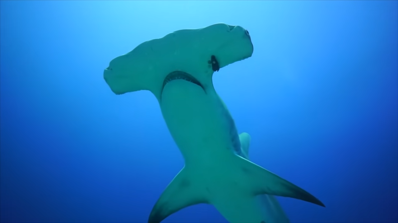 This shark hunts like a metal detector – and buried prey still can’t hide