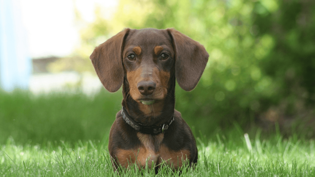 8 reasons your dog tilts its head when you talk, according to experts