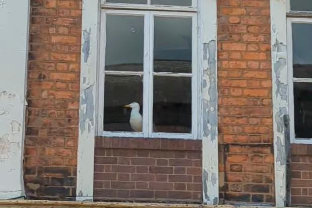 Trapped gull rescued after days of concern in derelict Wrexham building