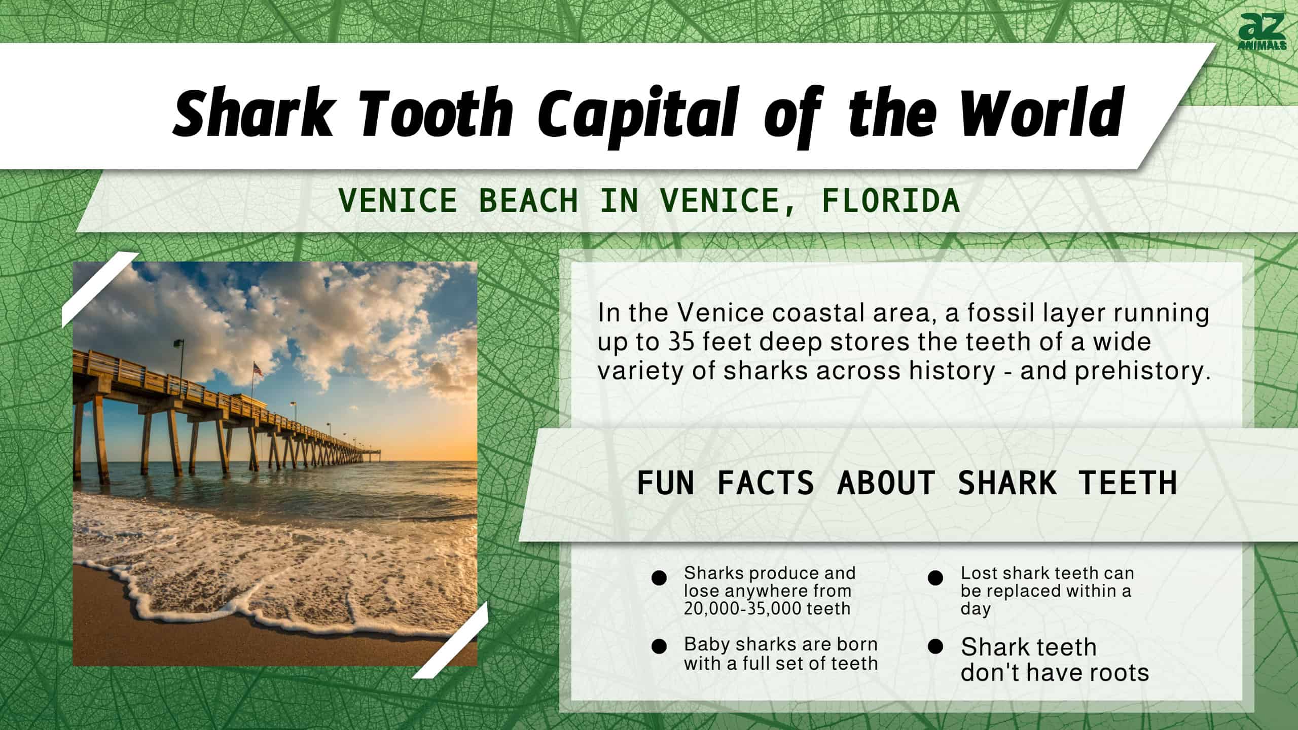 This Florida beach is covered in fossilized shark teeth