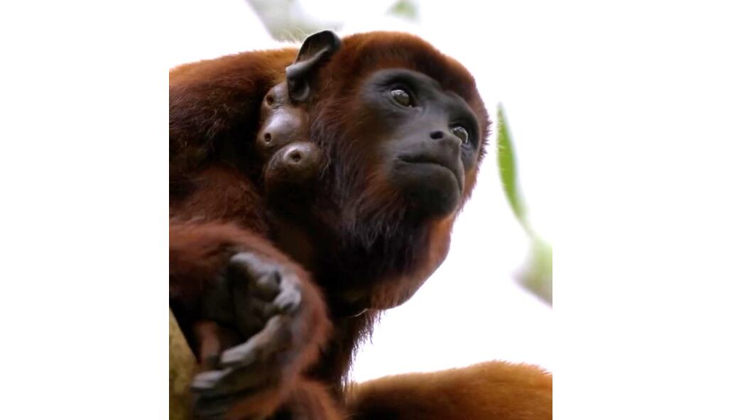 Monos aulladores en Santa Marta: aclaran que enfermedad es natural y no ...
