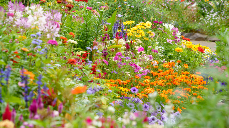 The fiery type of zinnia that thrives in the heat and blooms all summer ...