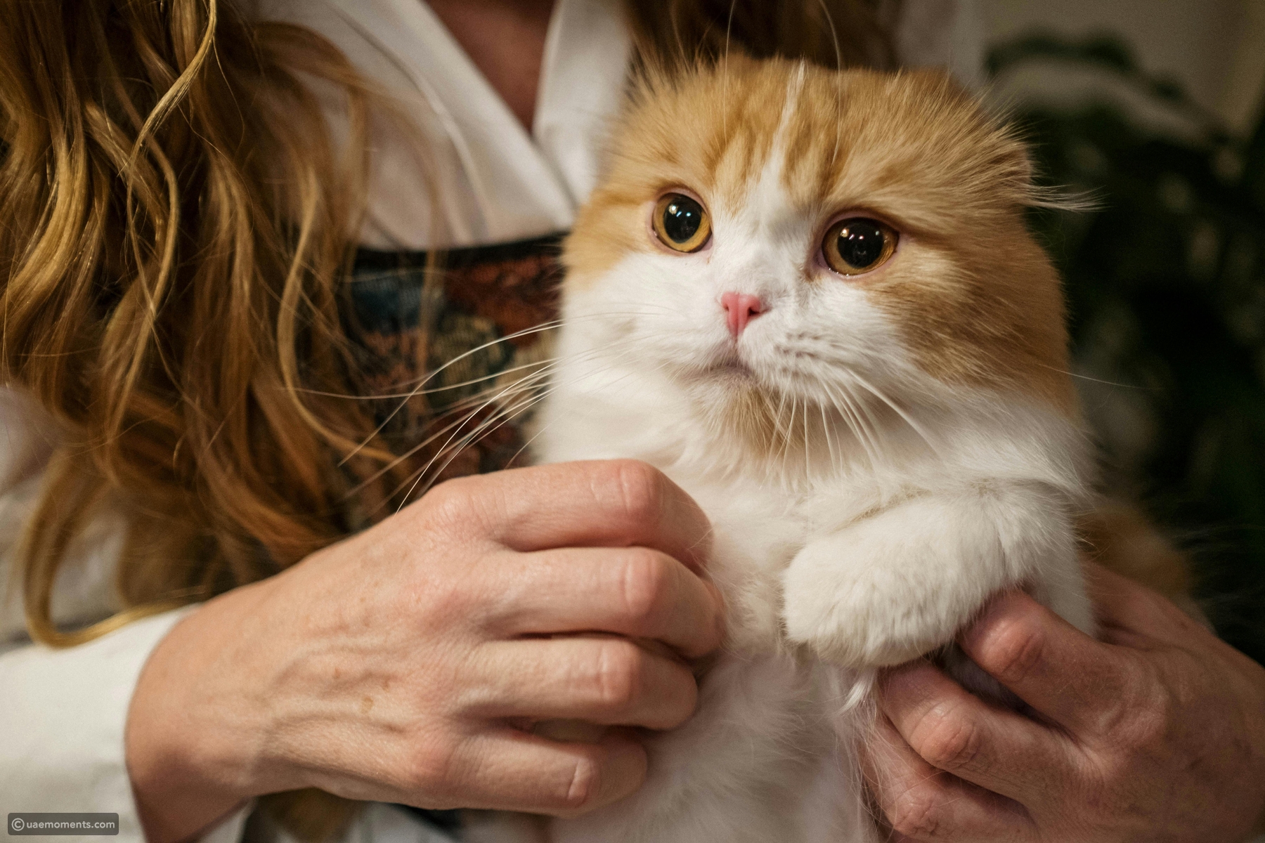 Why your cat avoids cuddling and how experts say to fix it