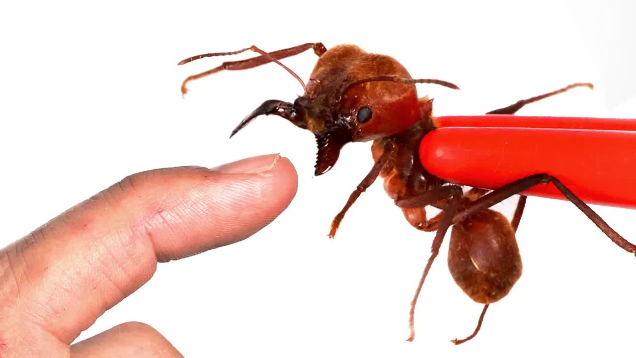 Chewed by the most painful ant!