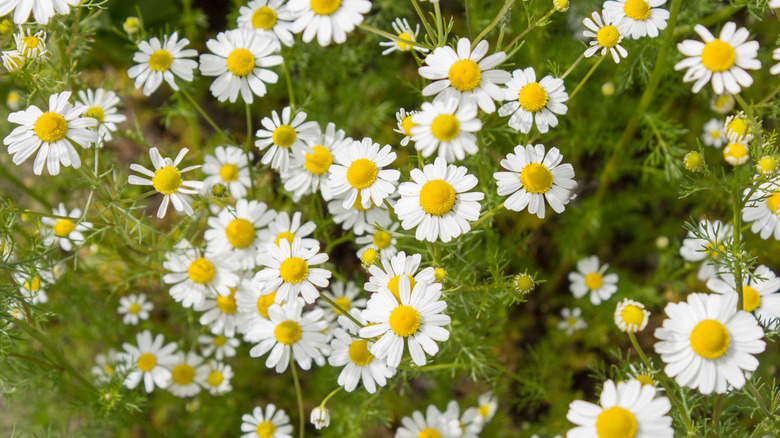 10 companion plants that will make the apple trees in your yard thrive