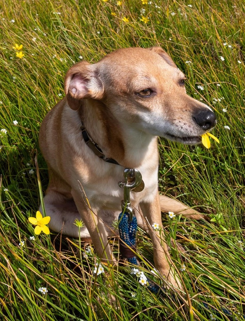 24 hilarious hounds who look like they had one too many at the after ...