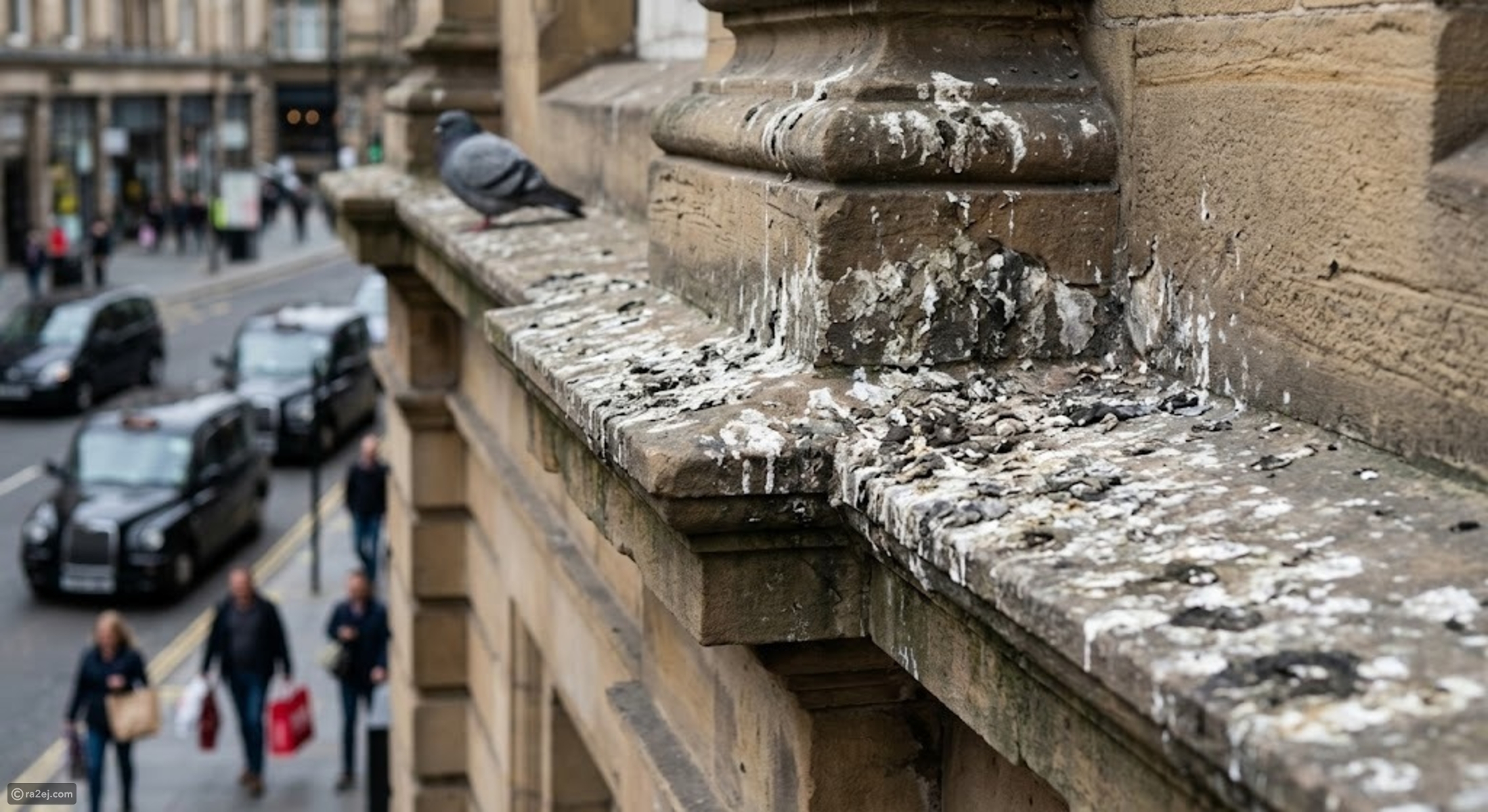 Why do many Britons hate pigeons and call them “rats with wings”?