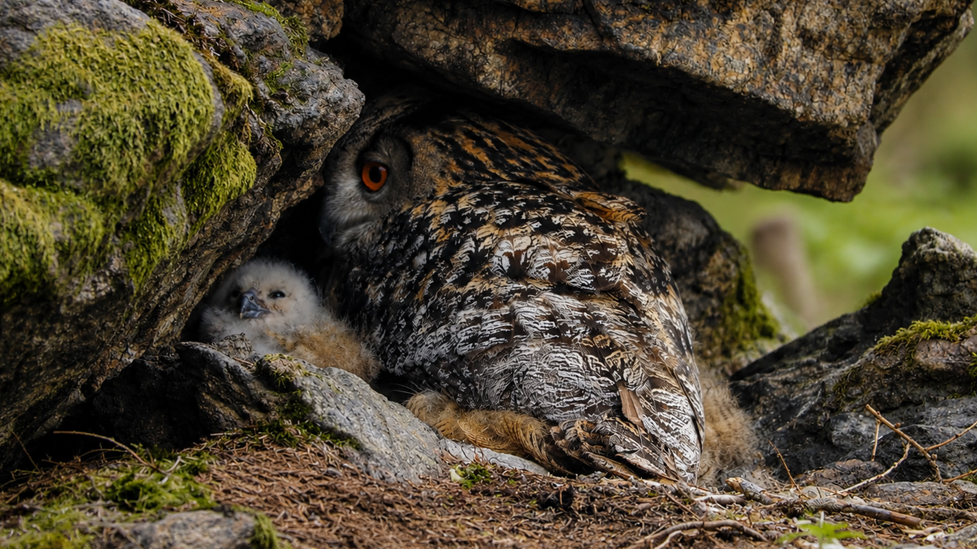 Hidden camera captures owl protecting baby chicks under rocky nest