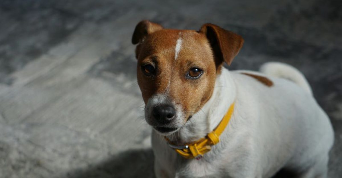 The fear of losing your furry friend is real – 26 dog breeds proven to ...