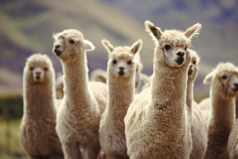 Aardvark, angel shark, axolotls... 23 amazing animals starting with 'A'