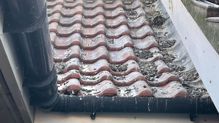 Pigeon mess leaves flats residents feeling trapped