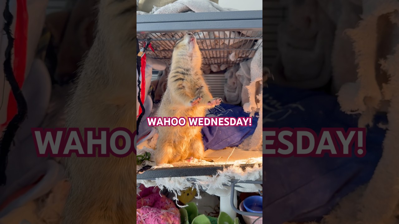 You won't stop smiling at this prairie dog's enthusiastic Wednesday routine