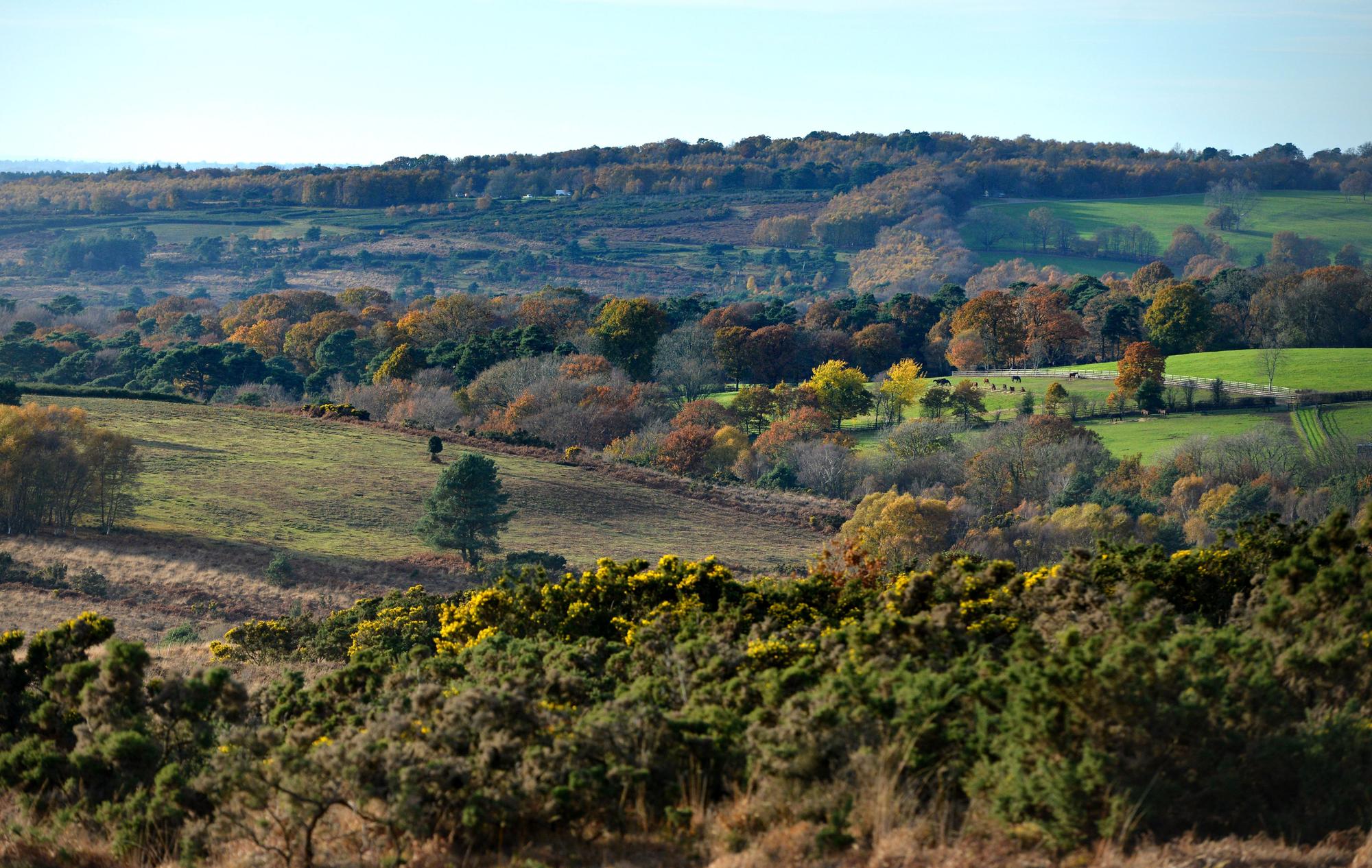 Hundreds of walkers prepare for trek through Ashdown Forest area ...