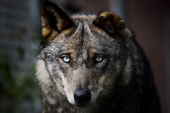 Produtores dizem que ataques do lobo ibérico ameaçam raças autóctones