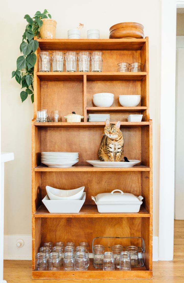 What your cat's strange habits are telling you