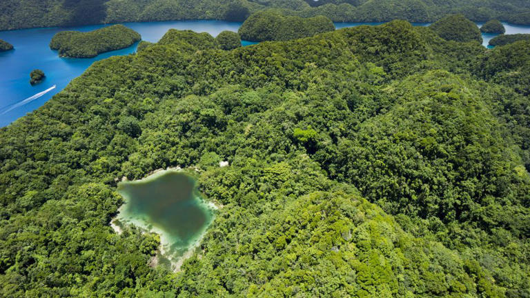 I spent years staring at the jellyfish lake on my screensaver. The ...
