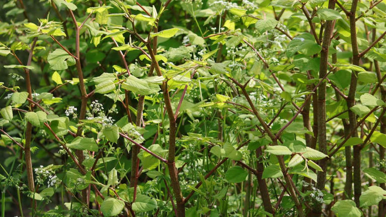 The Japanese knotweed removal mistake homeowners make