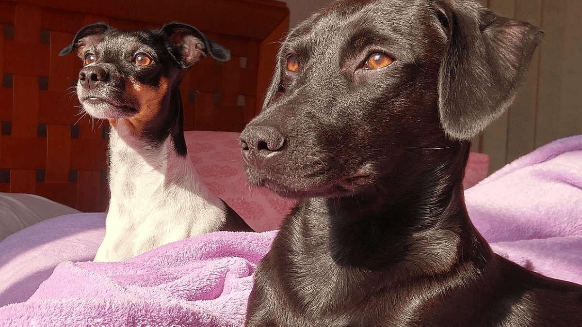 8 reasons your dog tilts its head when you talk, according to experts