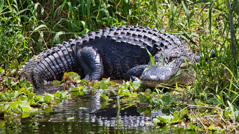 Aardvark, angel shark, axolotls... 23 amazing animals starting with 'A'