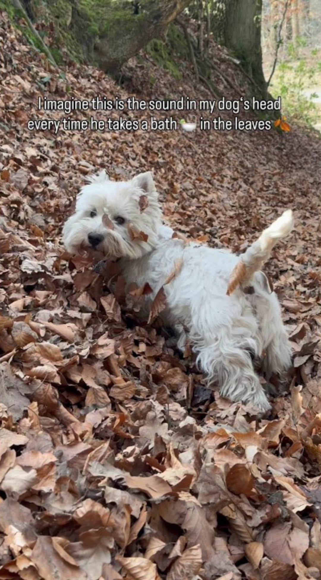 How dogs keep themselves entertained when alone