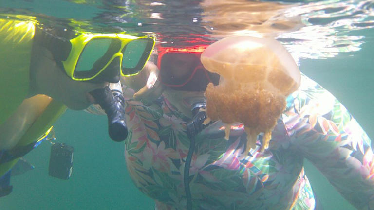I spent years staring at the jellyfish lake on my screensaver. The ...