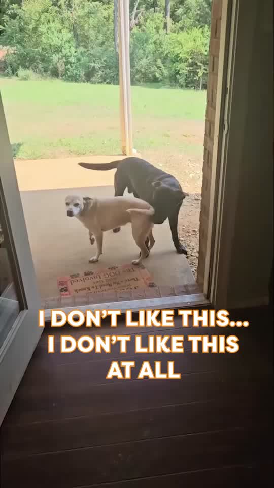 This adorable dog couldn’t figure out the door was already open