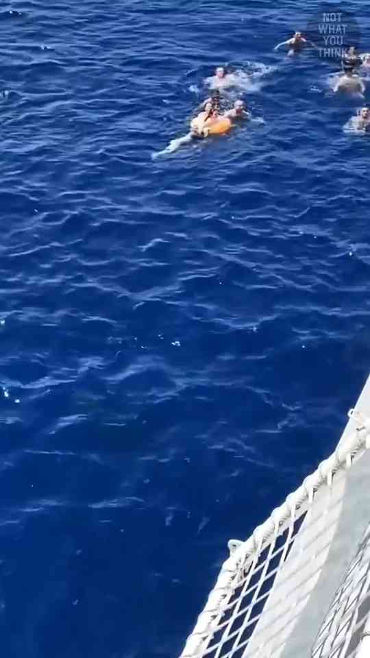 When the US Navy couldn't kill a shark