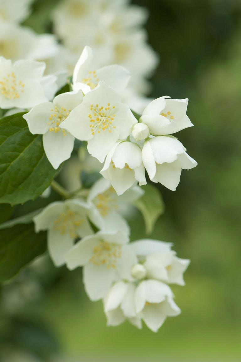 11 fragrant flowers for a sweetly-scented small space garden