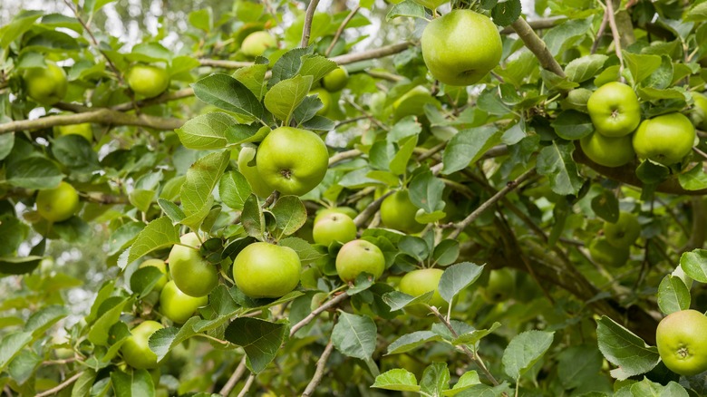 10 companion plants that will make the apple trees in your yard thrive