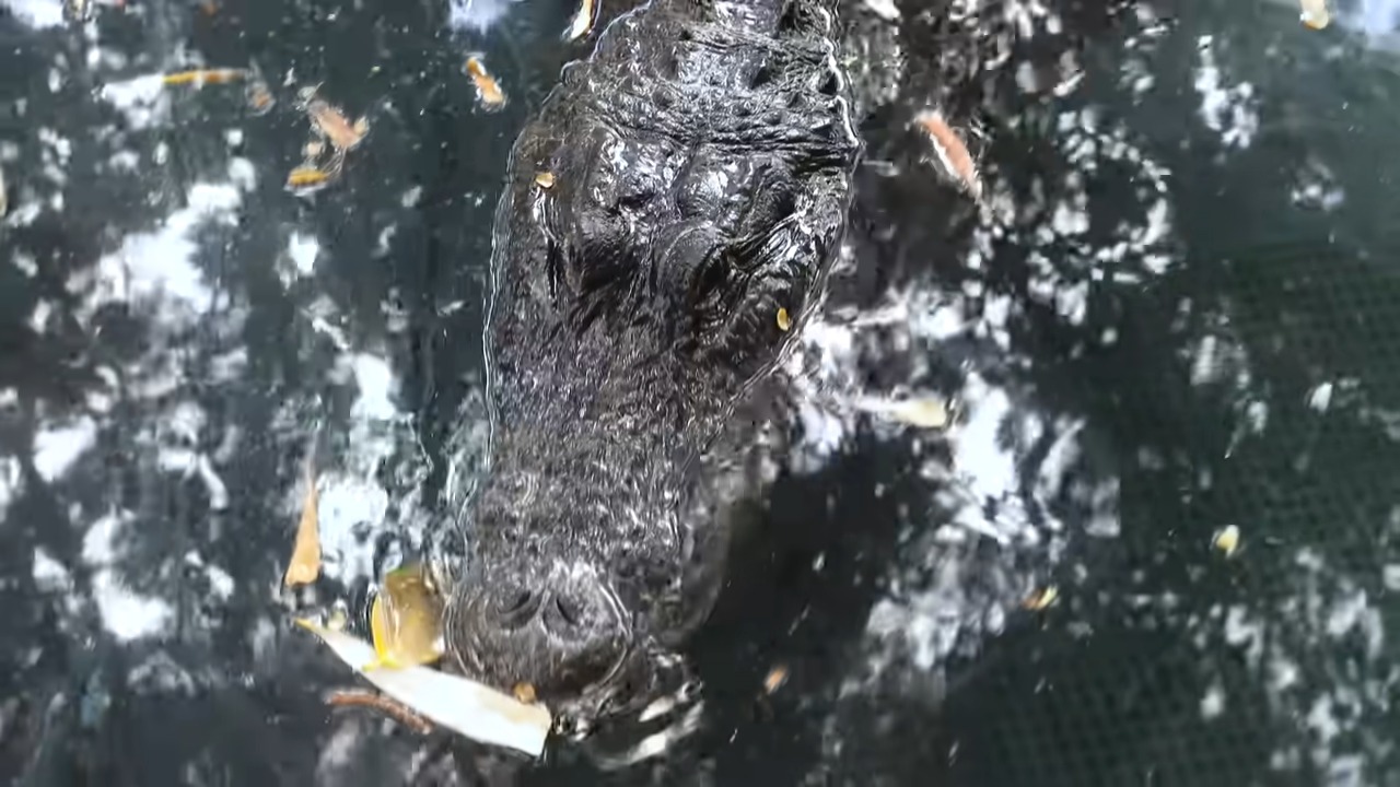He took on his fear of alligators - then the sharks made it worse