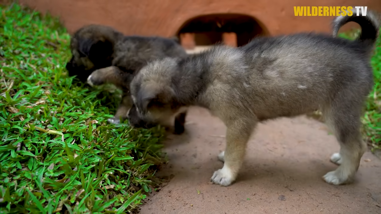 Watch tiny puppies discover a clay castle built just for them