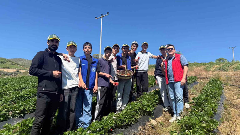 Salihli’de gönüllü gençler çilek hasadı yaptı