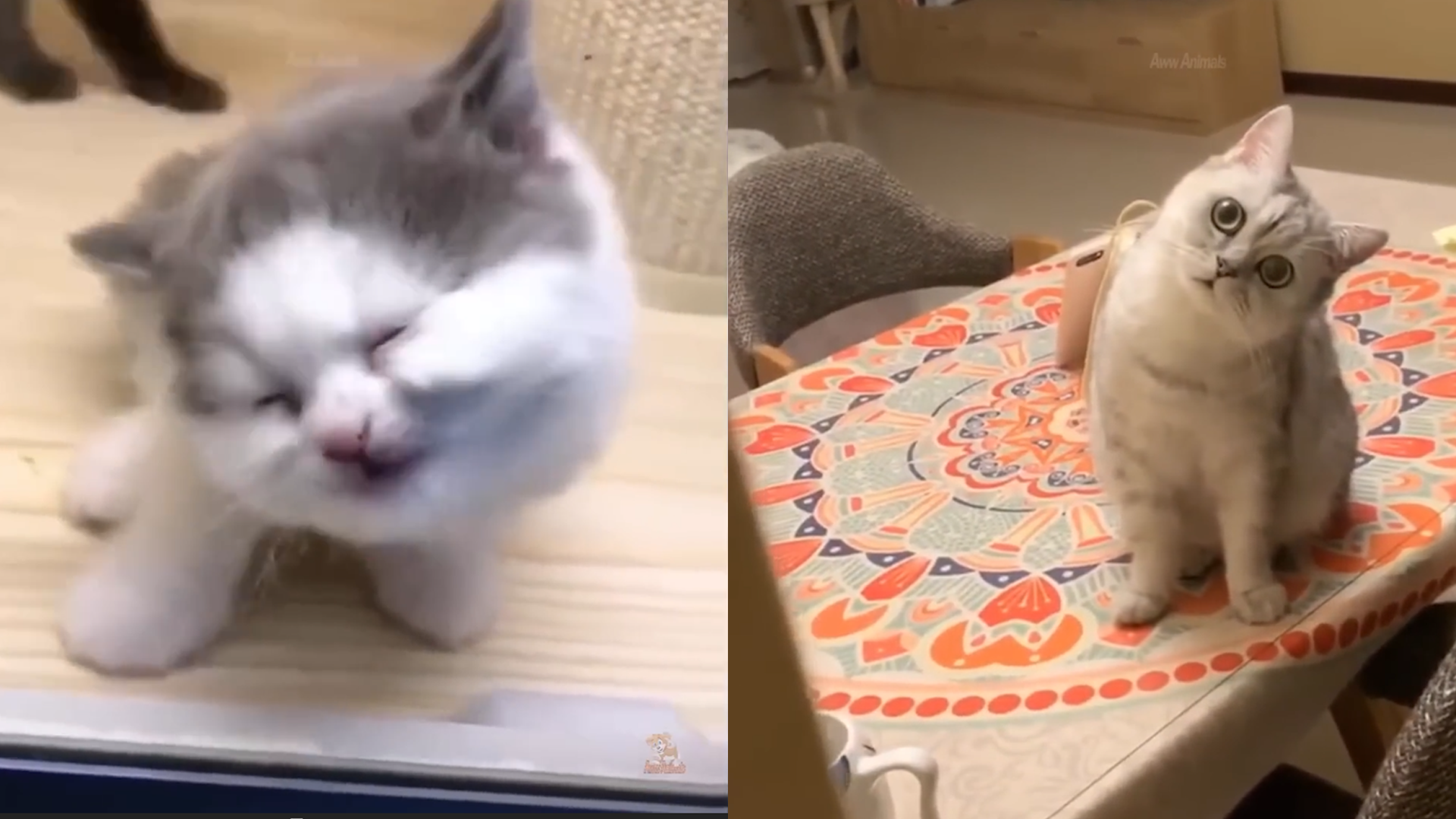 Funny cat faces and curious head tilts