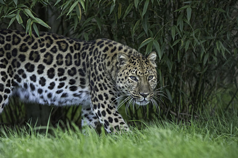 Aardvark, angel shark, axolotls... 23 amazing animals starting with 'A'
