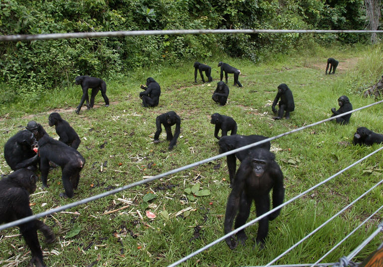 Orphaned bonobos find sanctuary from poachers and bushmeat trade