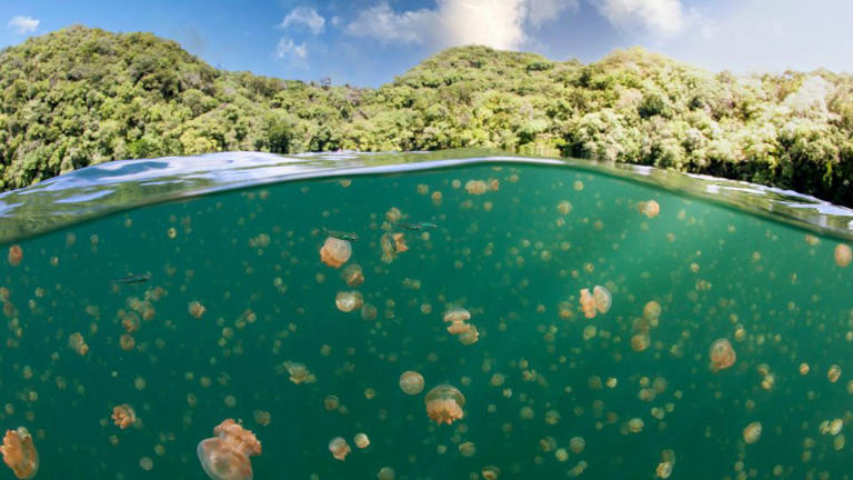 I spent years staring at the jellyfish lake on my screensaver. The ...