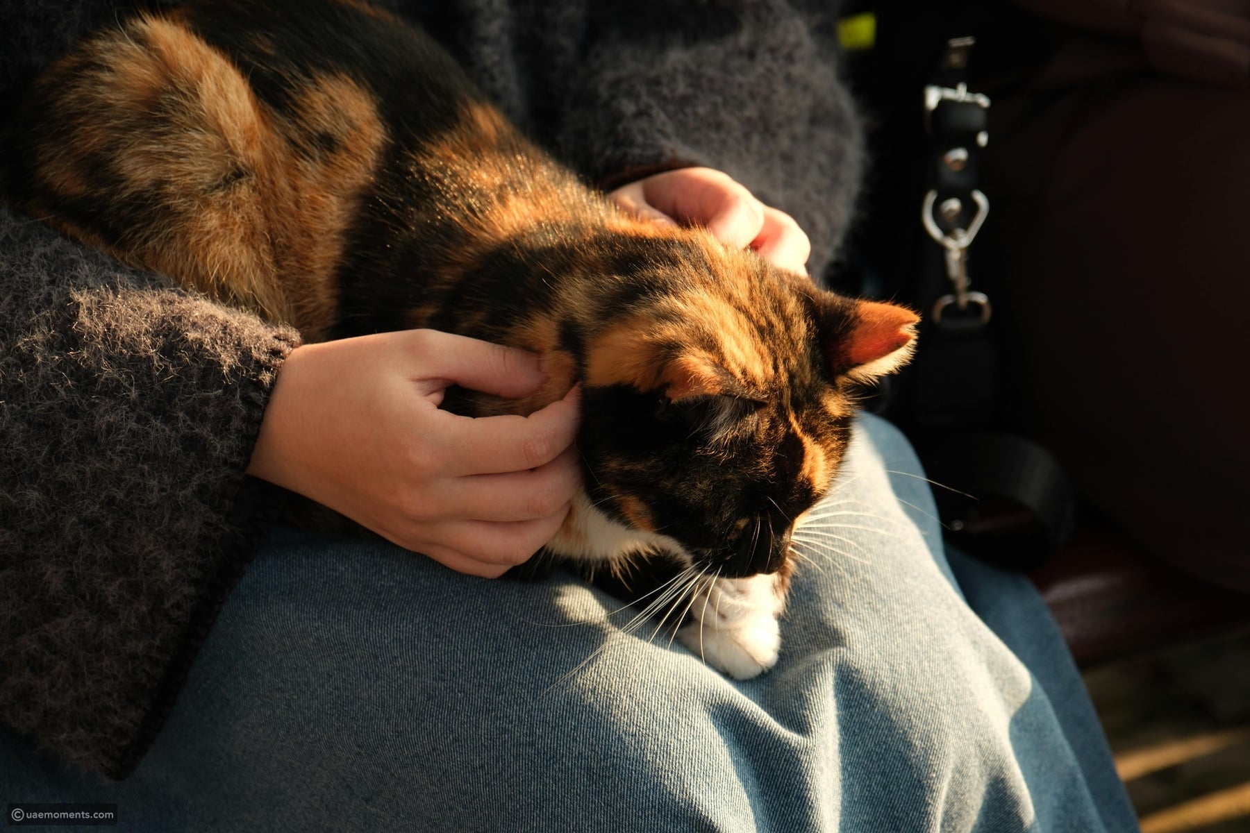 Why your cat avoids cuddling and how experts say to fix it