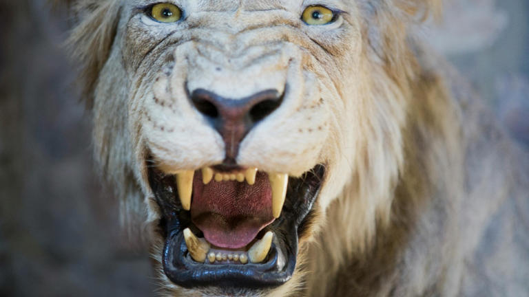Experts warn hybrid predators are now attacking people and livestock ...