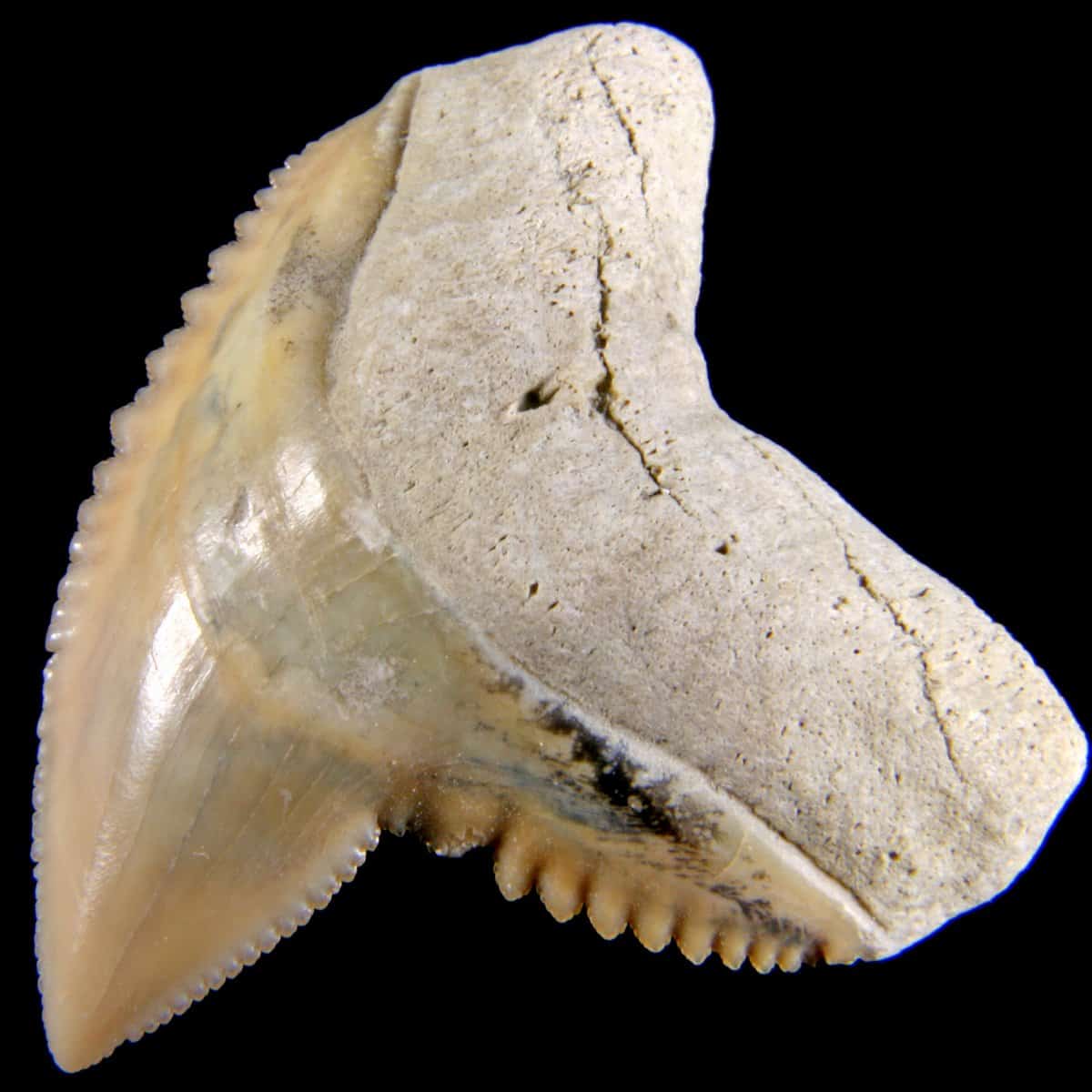 This Florida beach is covered in fossilized shark teeth