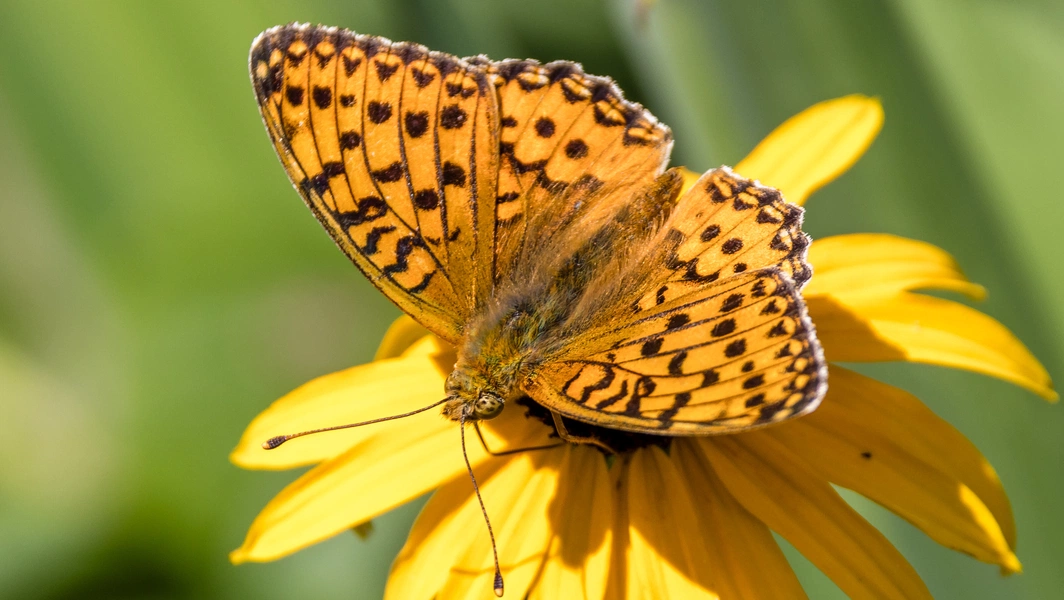 Butterfly lovers, here’s how to truly help them