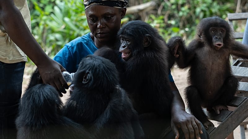 RDC : les bonobos, une espèce rare menacée de disparition
